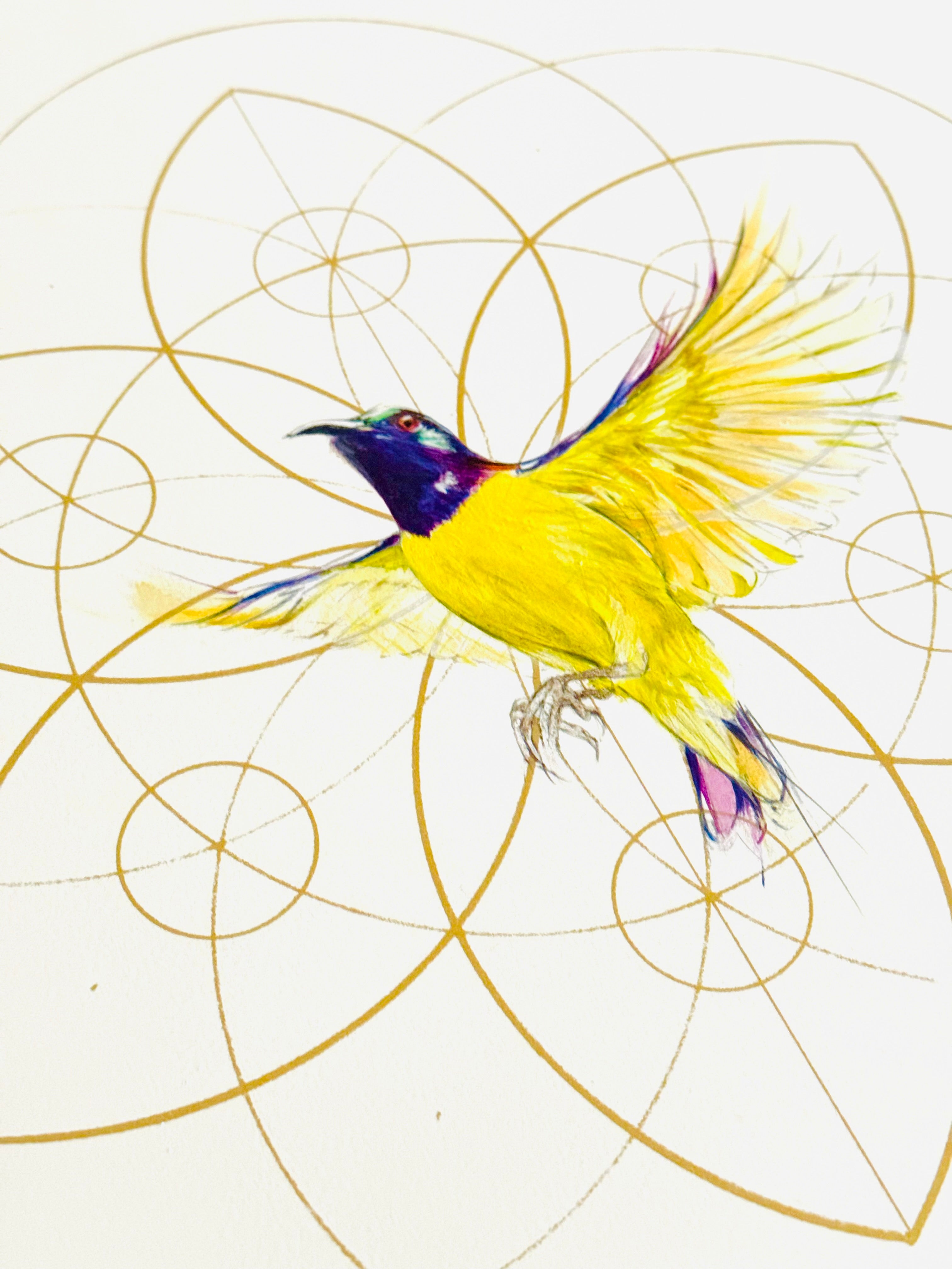 SUNBiRD FLOWER ii - ORiGiNAL DRAWiNG. – EDiT. Greenwich